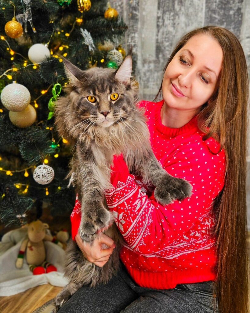 Main Coon Treasures – Where Majestic Maine Coons Find Their Forever Homes.