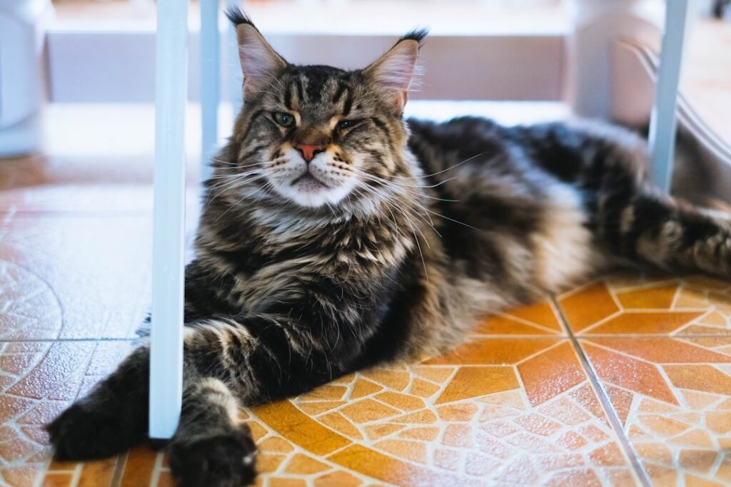 Main Coon Treasures – Where Majestic Maine Coons Find Their Forever Homes.